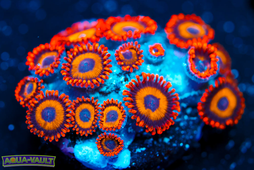Fruit Loops Zoa 3 – Aqua-Vault
