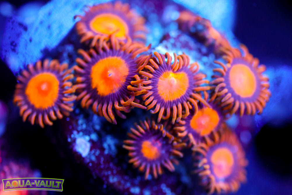 King Midas Zoa – Aqua-Vault