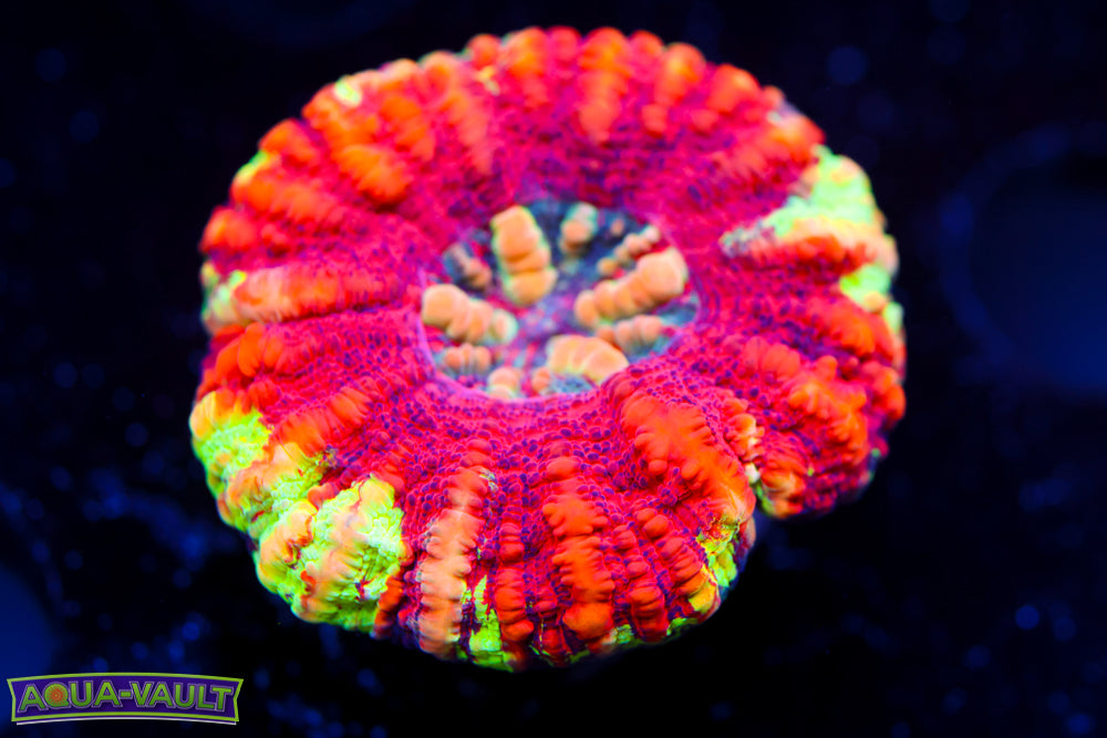 Don't Touch The Lava Button Scoly – Aqua-Vault