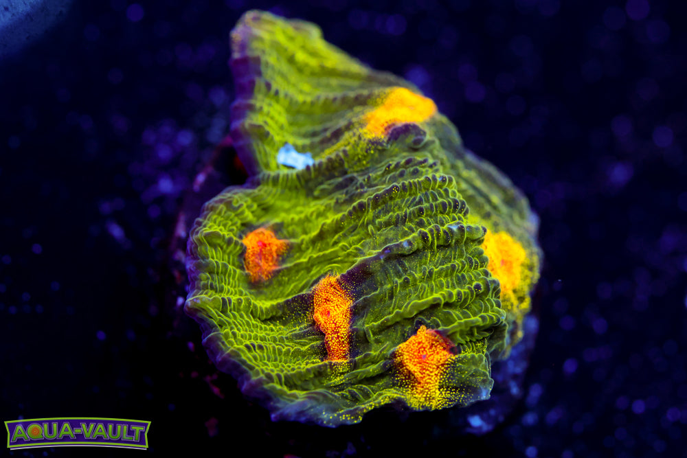 JF Raja Rampage Chalice 1 – Aqua-Vault