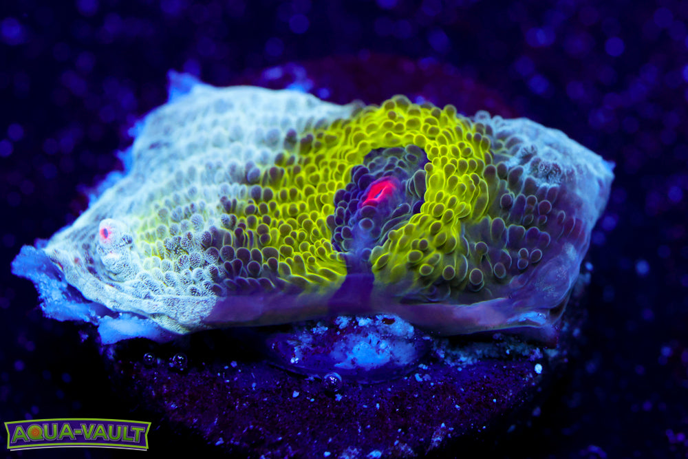 Avatar Chalice 2 – Aqua-Vault