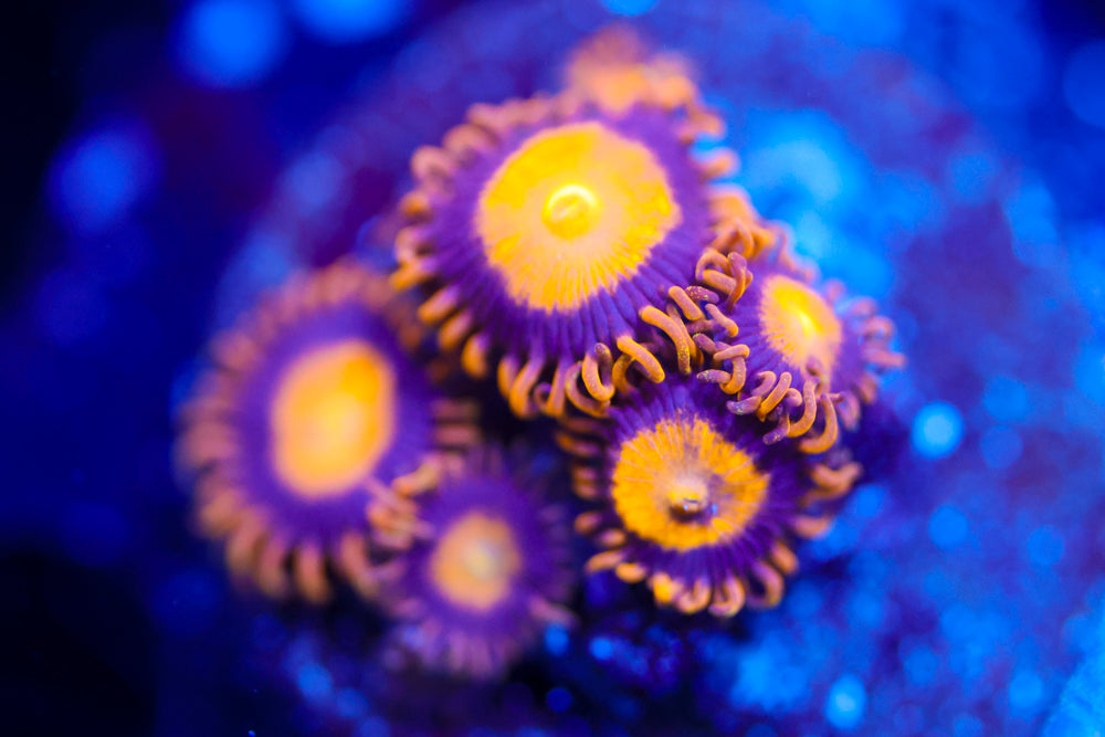 King Midas Zoa – Aqua-Vault