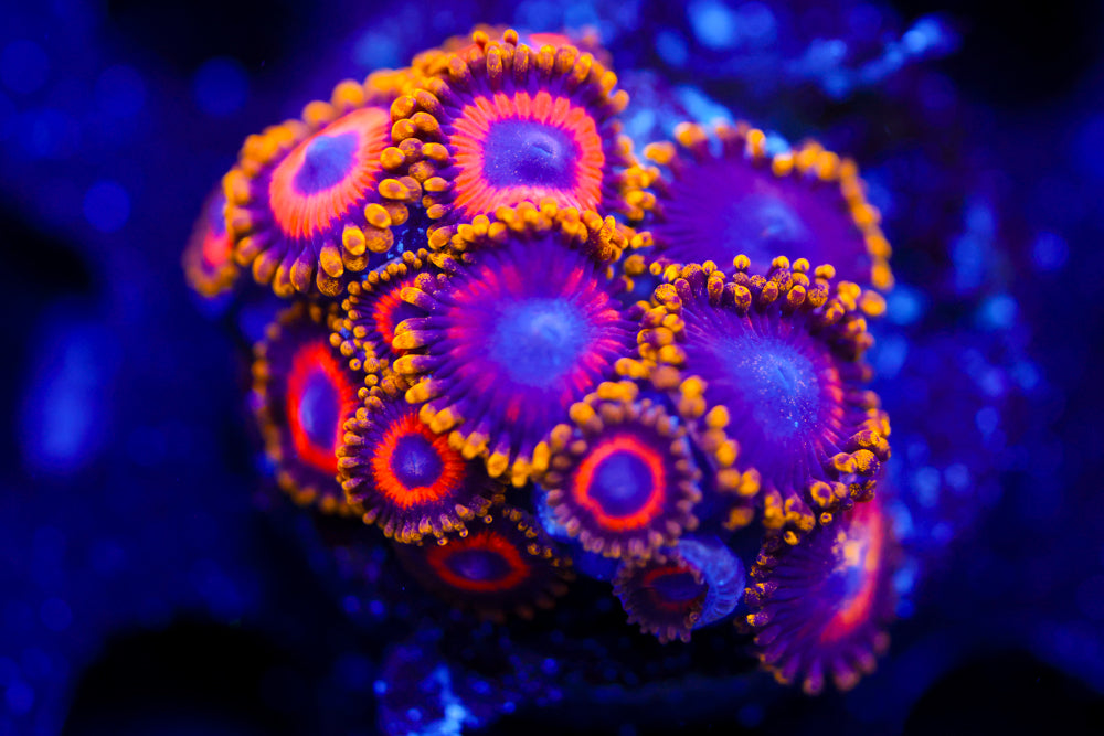 Electric Fruit Loop Zoa – Aqua-Vault