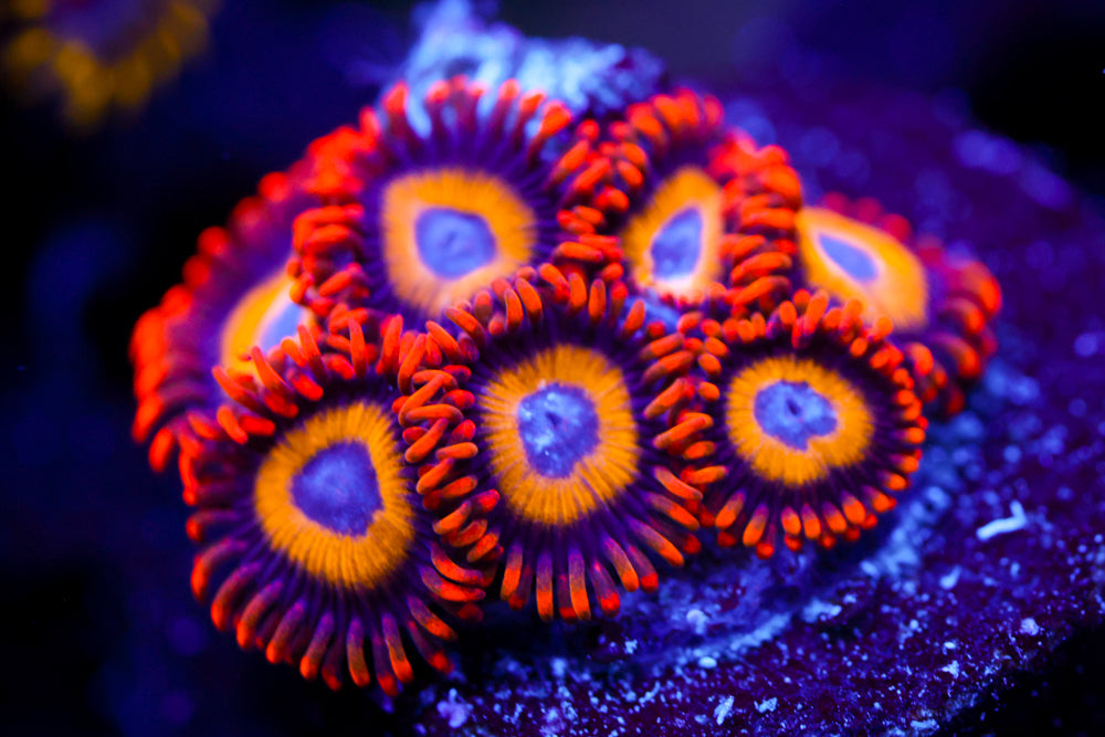 Fruit Loops Zoa – Aqua-Vault
