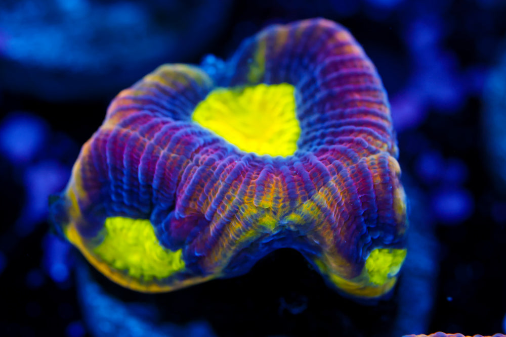 Dragon Soul Favia – Aqua-Vault