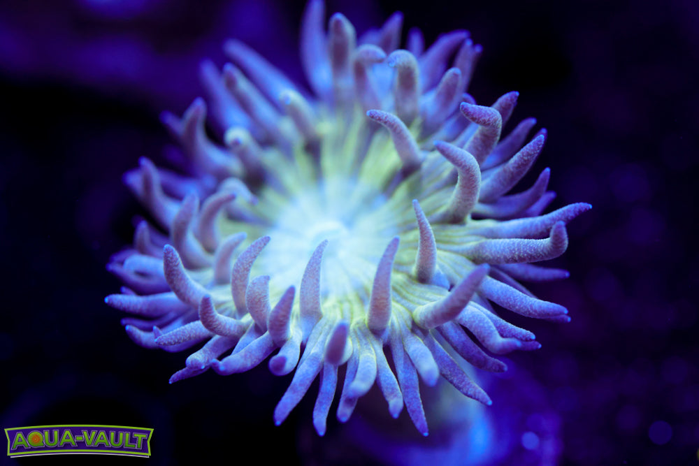 Branching Duncan – Aqua-Vault