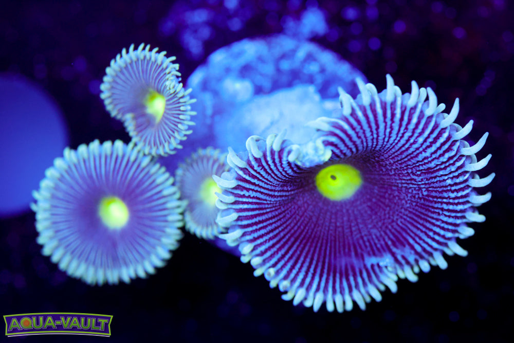 Black Hole Paly Zoa – Aqua-Vault
