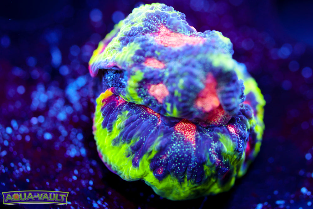 CV Rainbow Venom Favia – Aqua-Vault