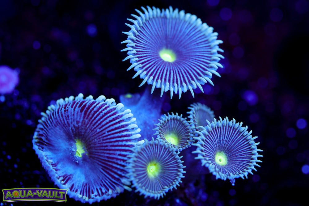 Black Hole Paly Zoa – Aqua-Vault