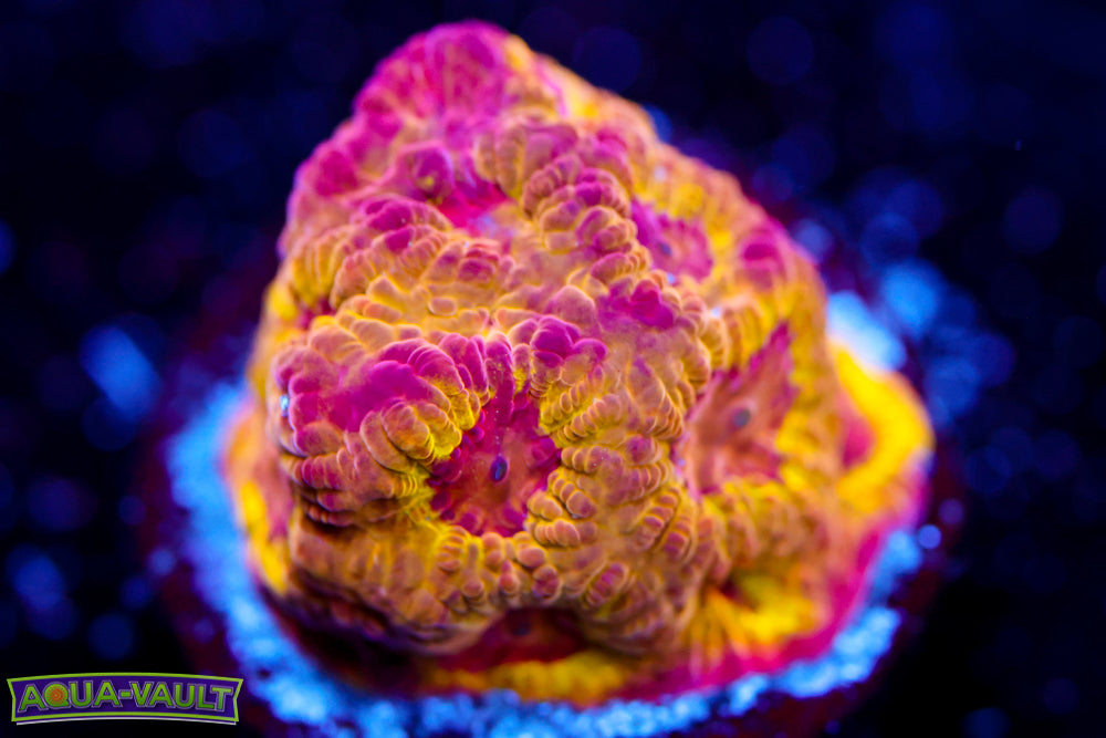 UFC Favia – Aqua-Vault