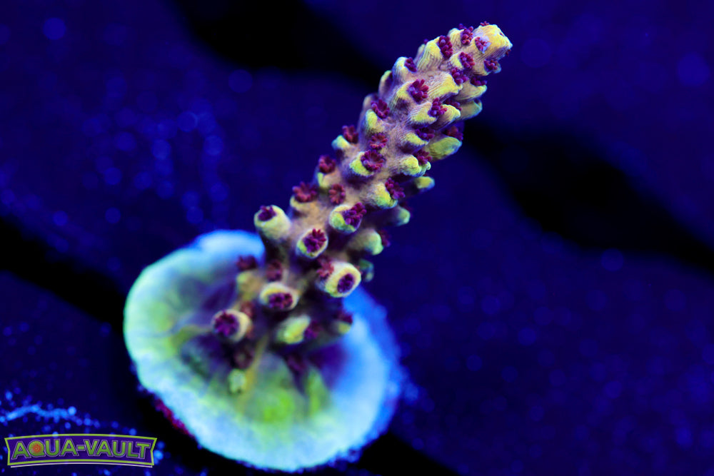 Jack Fruit Acropora – Aqua-Vault