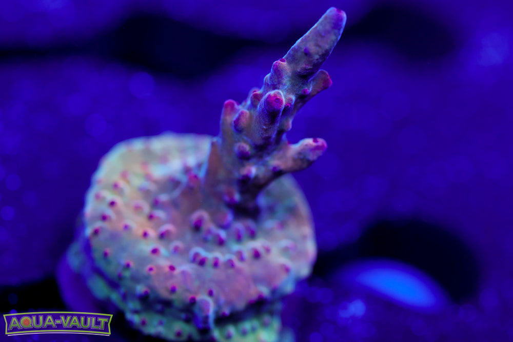 JF Foxflame Acro – Aqua-Vault