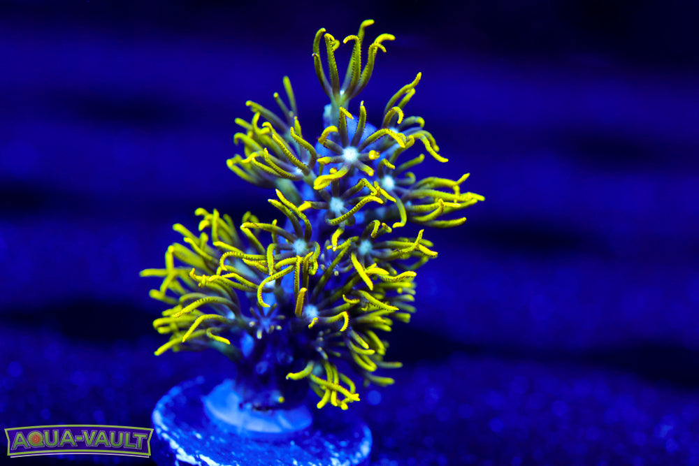 Branching GSP – Aqua-Vault