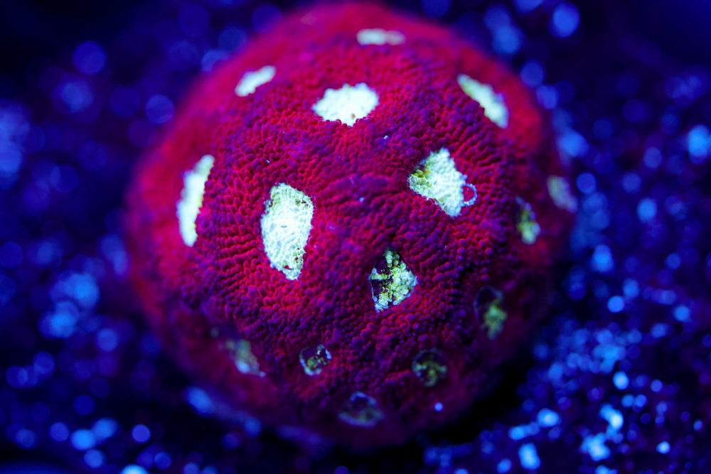 Darth Maul Micromussa Mini Colony – Aqua-Vault