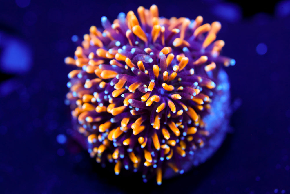 Gold Galaxea – Aqua-Vault