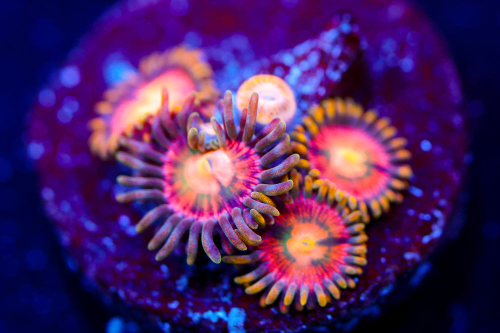 Laser Lemon Zoa – Aqua-Vault