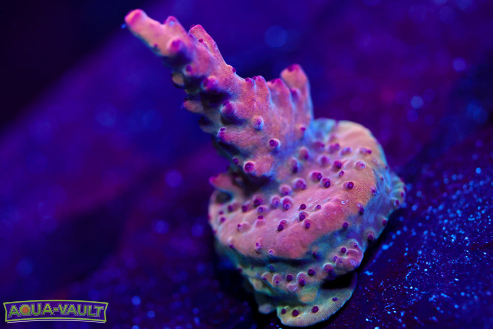 JF Foxflame Acro – Aqua-Vault