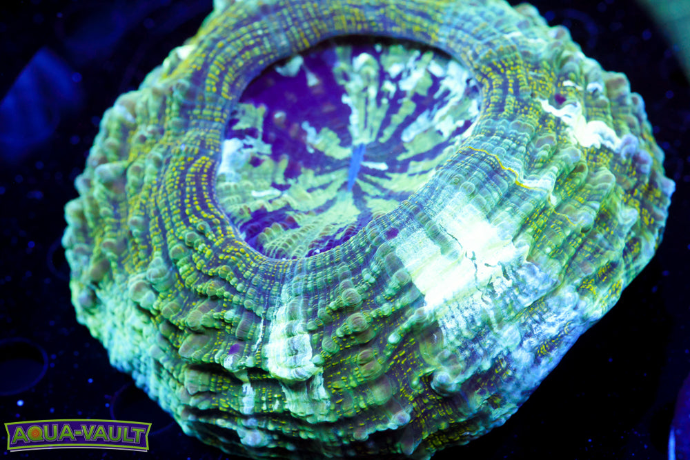 Suppai Acantho – Aqua-Vault