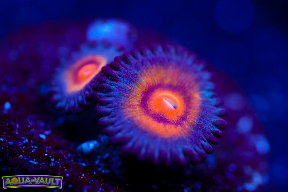 OG Wolverine Zoa – Aqua-Vault