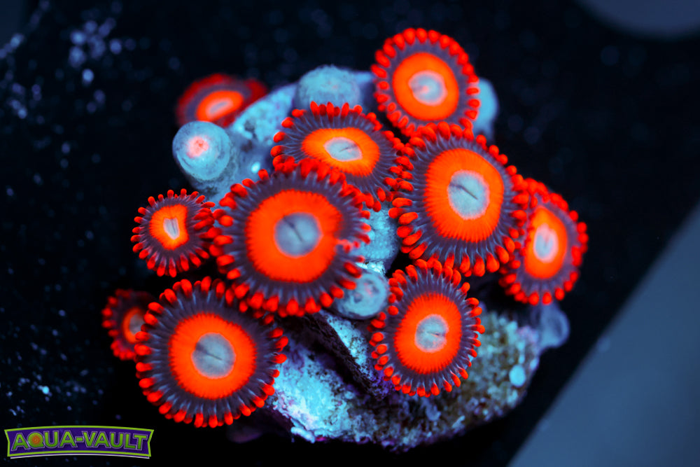 Fire and Ice Zoa – Aqua-Vault