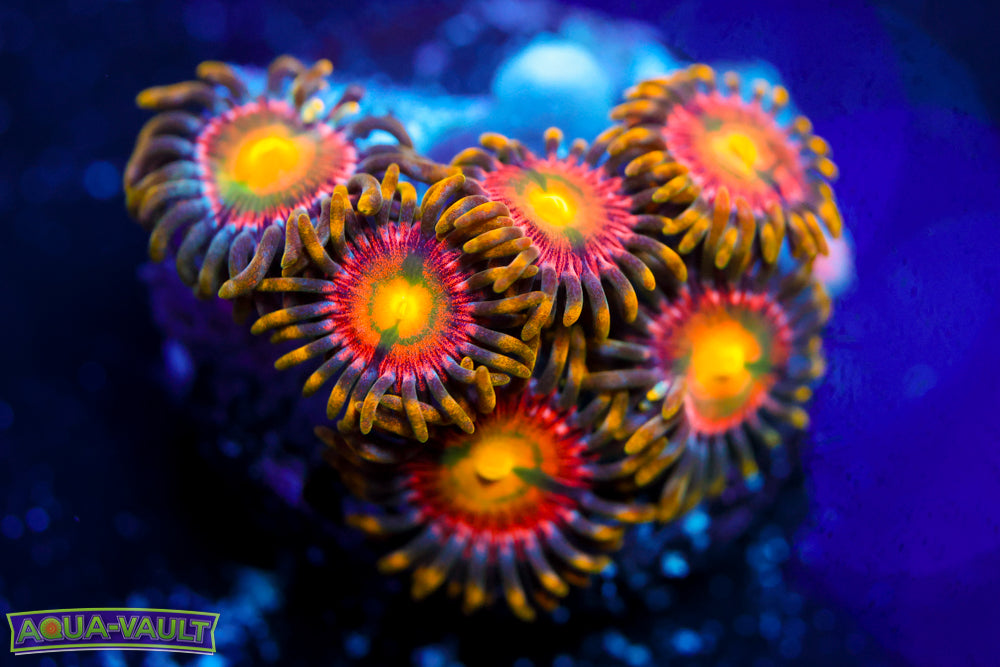 Laser Lemon Zoa 1 – Aqua-Vault
