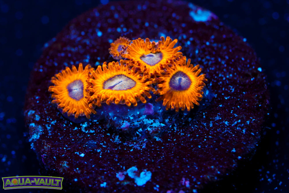 Pikachu Zoa 1 – Aqua-Vault