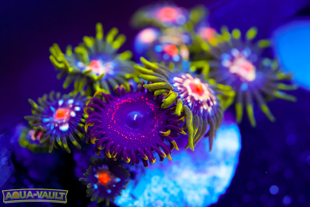 JF Star Gazer + Psychosis Zoa – Aqua-Vault