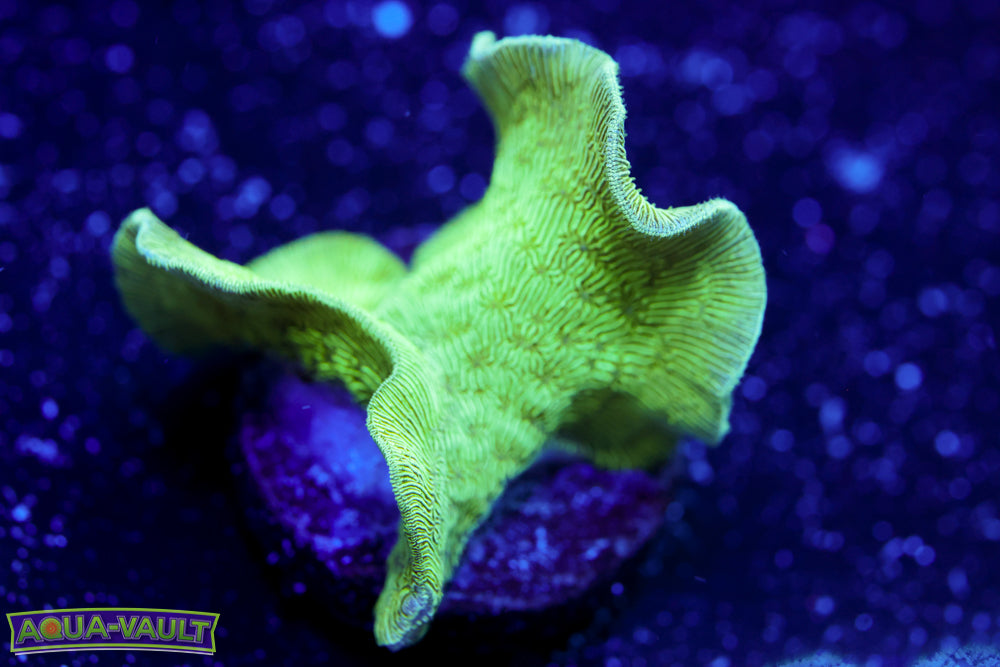 ORA Mint Chip Pavona 1 – Aqua-Vault