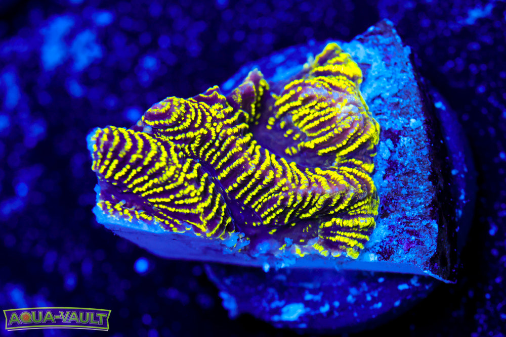 24K Convict Favia 2 – Aqua-Vault