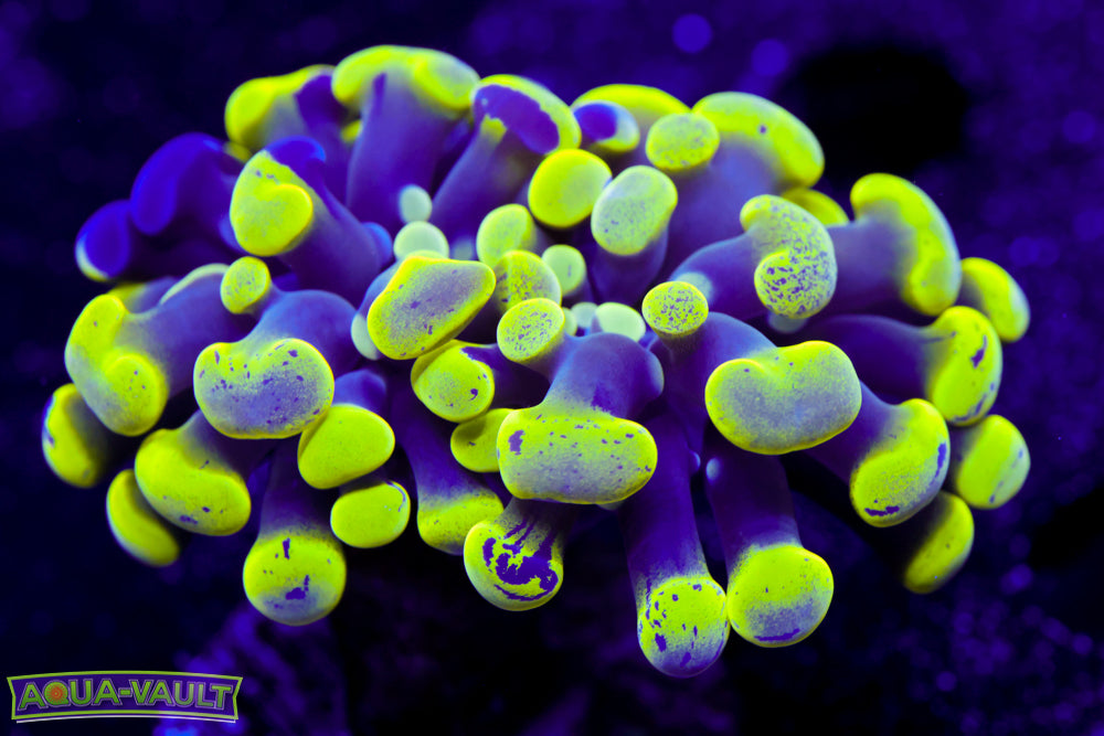 Toxic Splatter Hammer 1 – Aqua-Vault