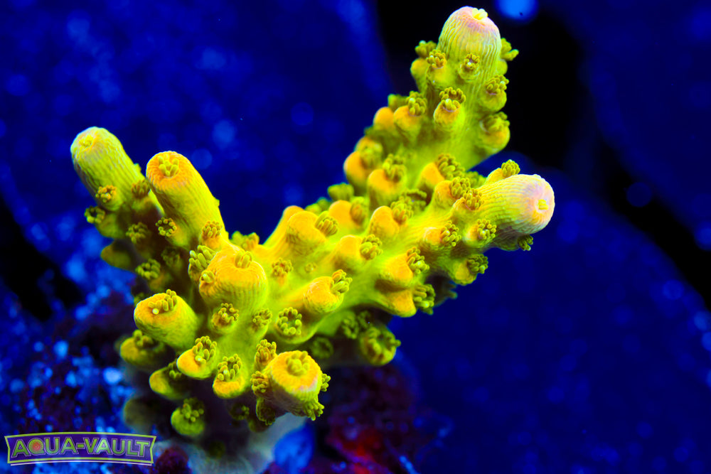 RR Rainbow Loom Acro 1 – Aqua-Vault