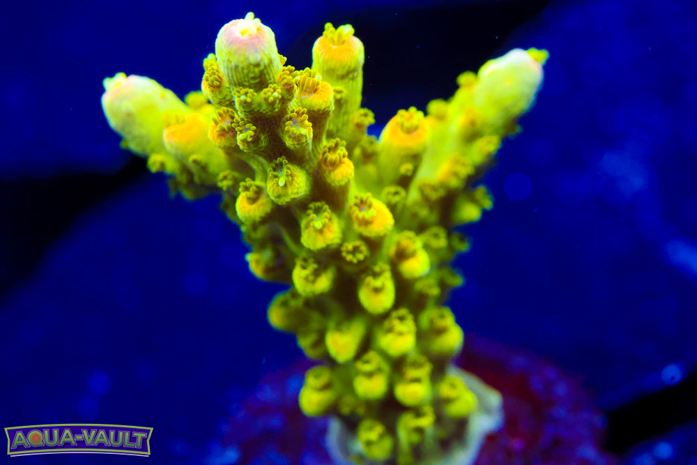 RR Rainbow Loom Acro 3 – Aqua-Vault