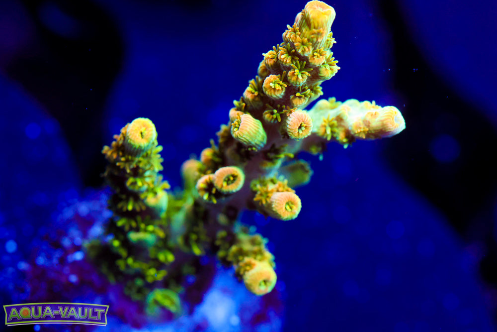 TSA Bill Murray Acro – Aqua-Vault