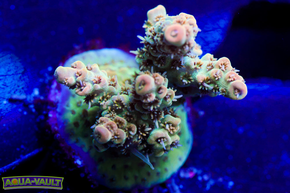 TSA Dan Akroyd Acro 3 – Aqua-Vault