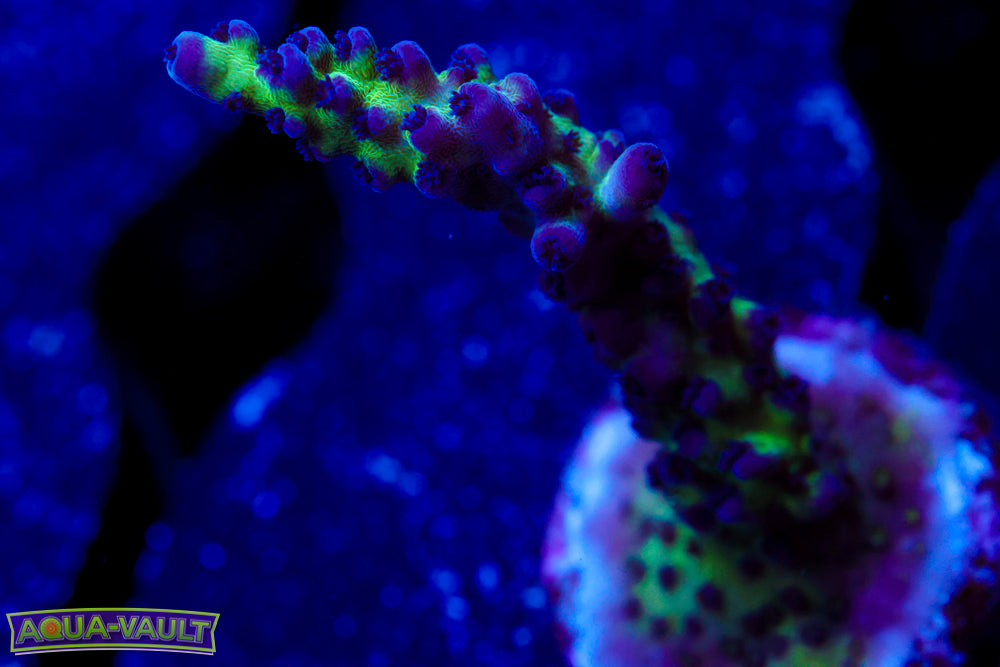 Grape Ape Acro 2 – Aqua-Vault