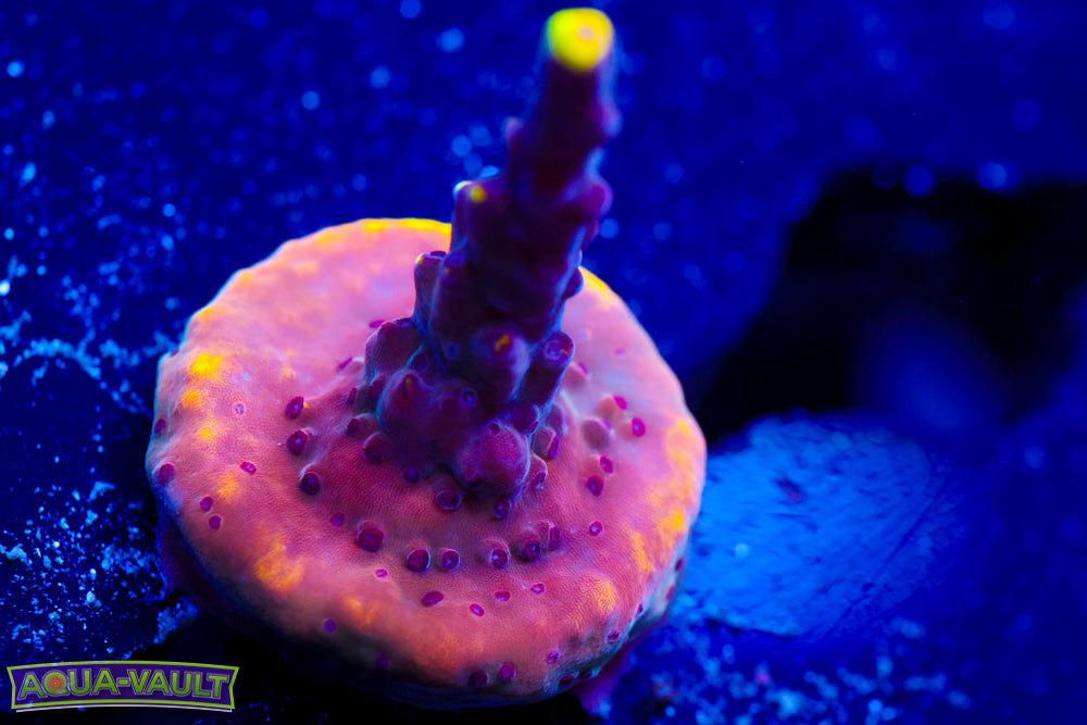 JF Fox Flame Acro 1 – Aqua-Vault