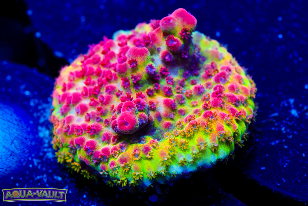 TSA Prices Peach Acro 1 – Aqua-Vault