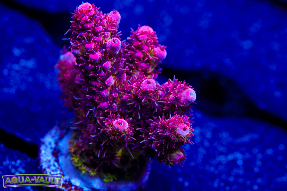 TSA Prices Peach Acro 2 – Aqua-Vault