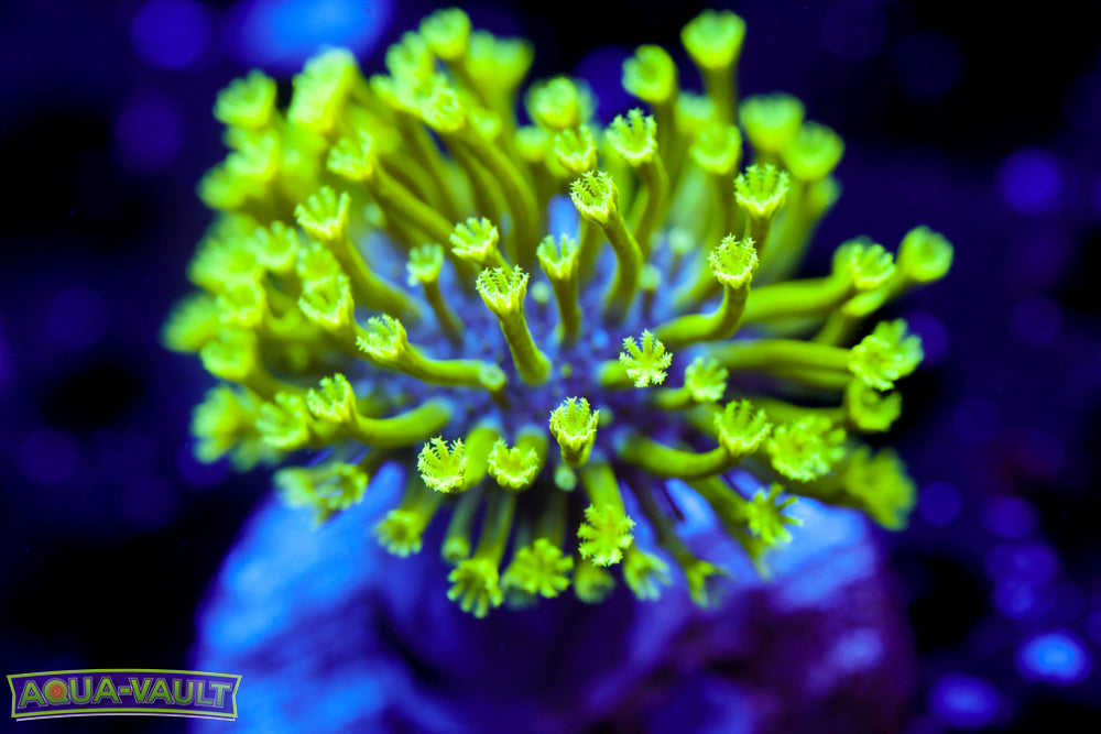 Japanese Leather – Aqua-Vault