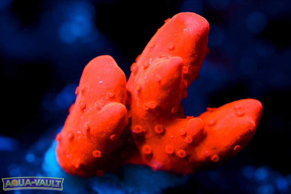 Orange Setosa – Aqua-Vault