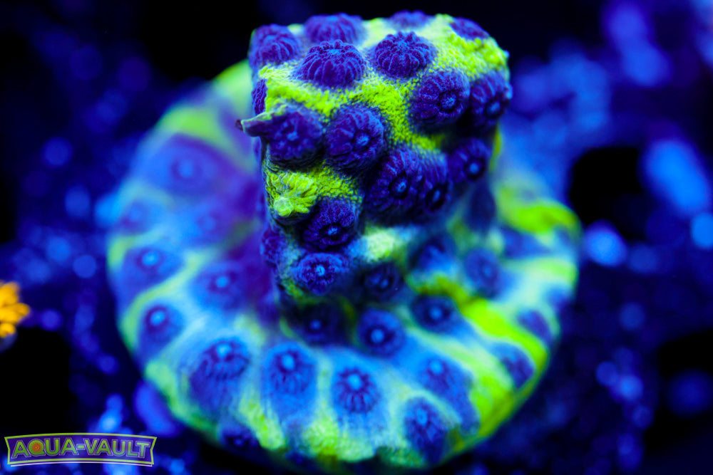 PPE Favia – Aqua-Vault