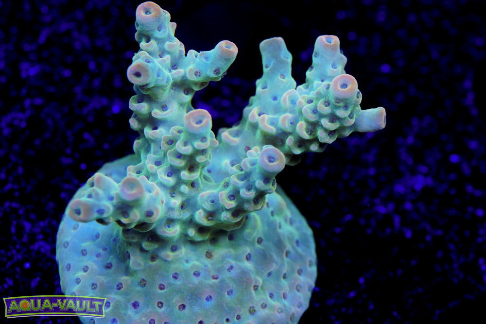 TSA Bill Murray Acro – Aqua-Vault