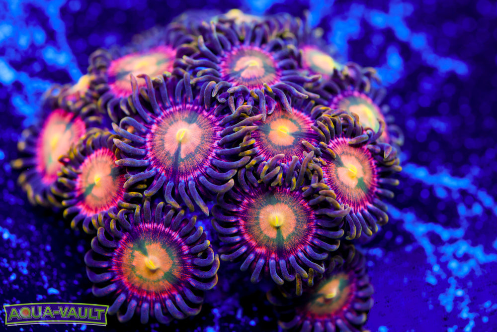 Laser Lemon Zoa Colony – Aqua-Vault