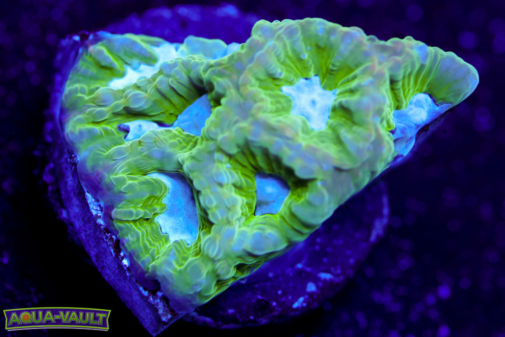 Flubber Favia – Aqua-Vault