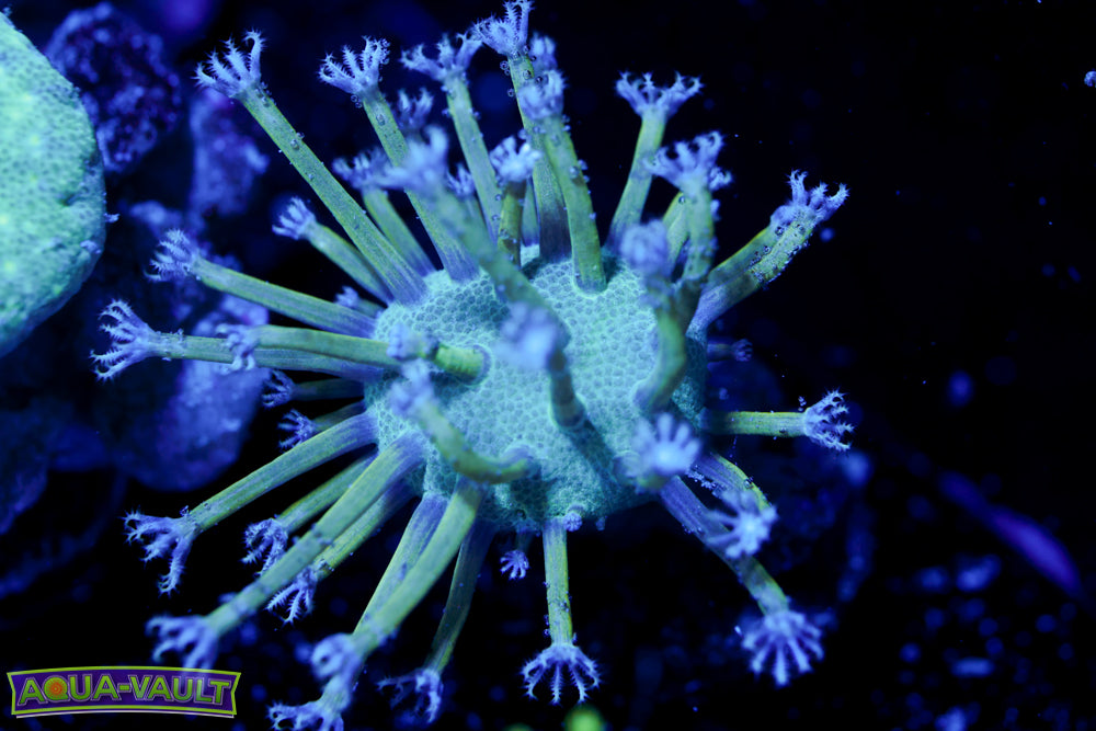 Blue Toadstool – Aqua-Vault