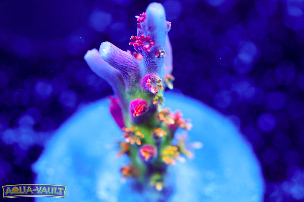 Vivid Confetti Acro (baller) – Aqua-Vault
