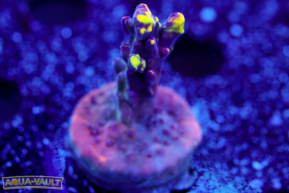 JF Foxflame Acro – Aqua-Vault