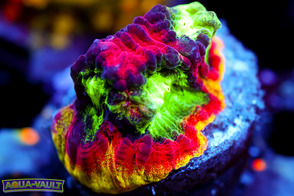 JF Psycho Rim Favia – Aqua-Vault