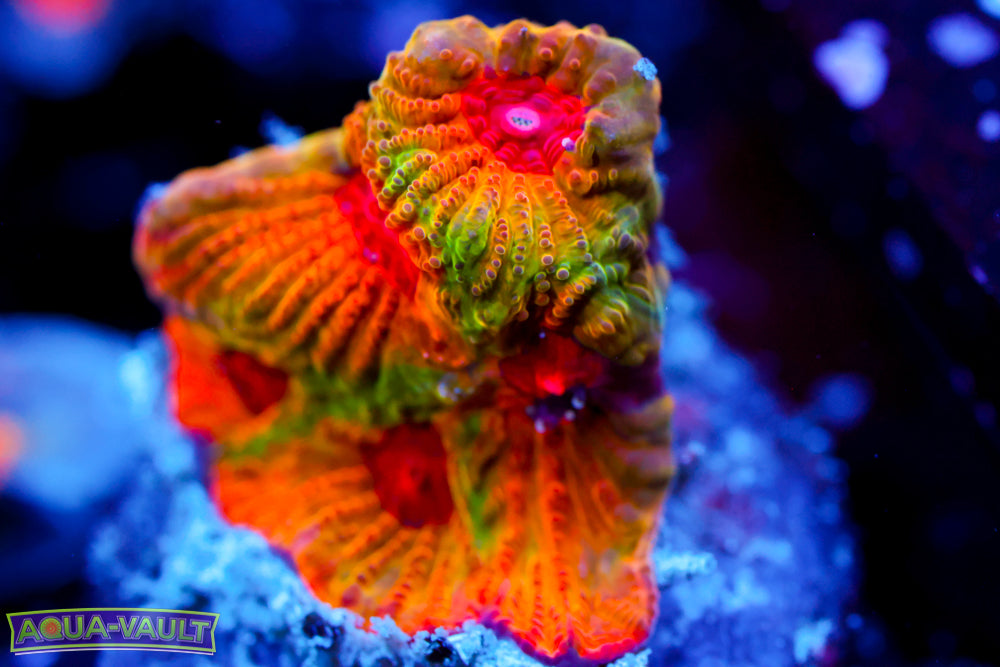 Fascination Favia – Aqua-Vault