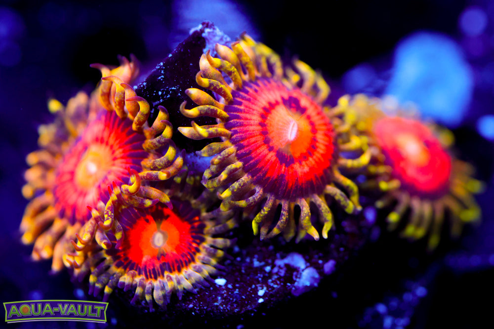Rainbow Incinerator Zoa – Aqua-Vault